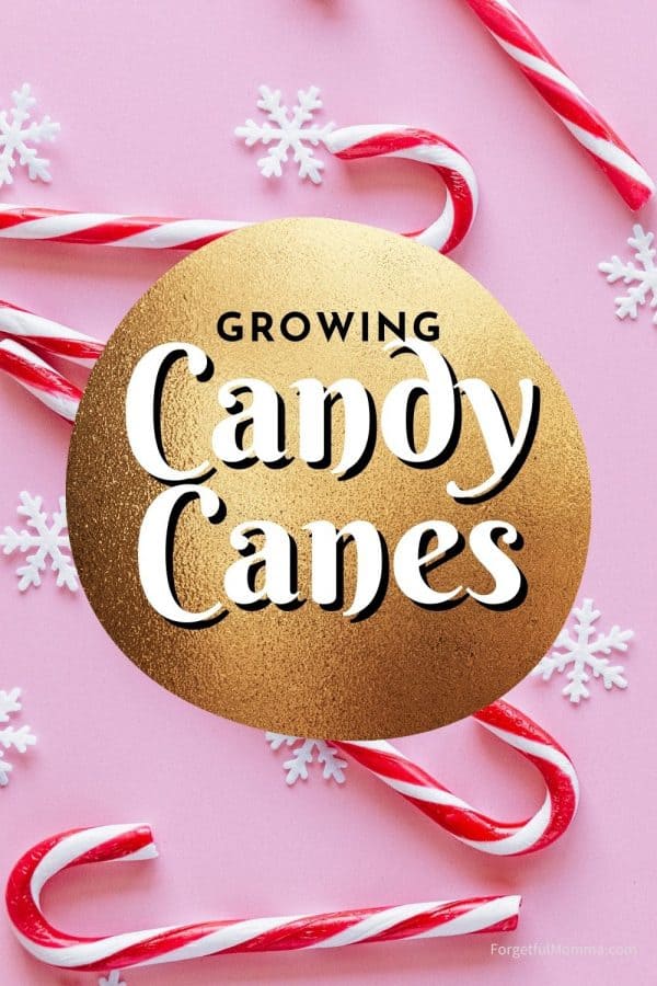 How to: Growing Candy Canes Christmas Activity