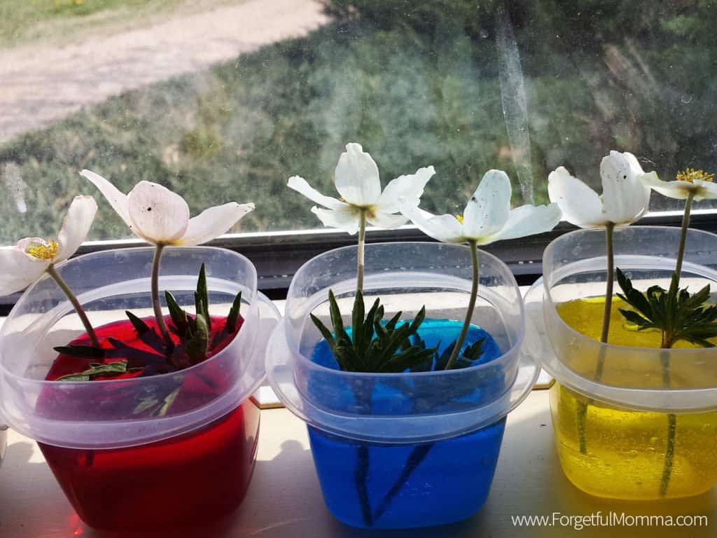 Color Changing Flowers: A Fun Science Experiment