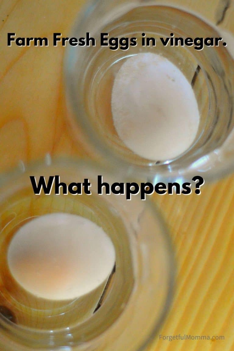 How to Make A Bouncy Egg Science Experiment - Naked Egg Experiment