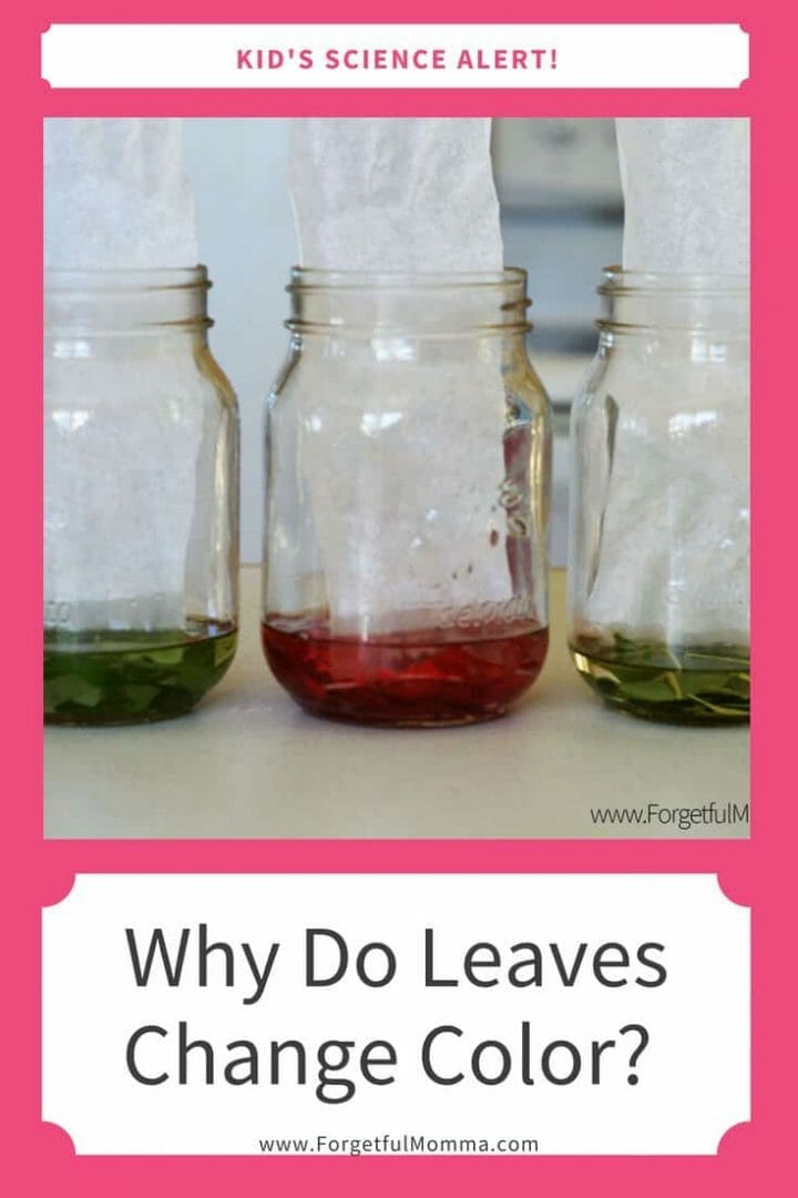 Why Do Leaves Change Color? Simple Science for Kids