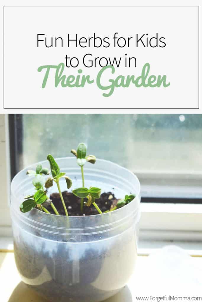 Fun Herbs for Kids to Grow and Explore Gardening