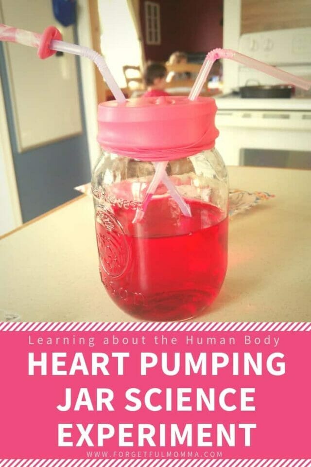 Heart Pumping Science Experiment to Teach Homeschool Kids