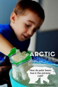 Arctic Animals - Science Experiment