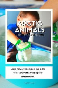Arctic Animal Mini Unit Study: Fun Homeschool Ideas