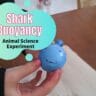 Easy Shark Buoyancy - Animal Science Experiment - Forgetful Momma
