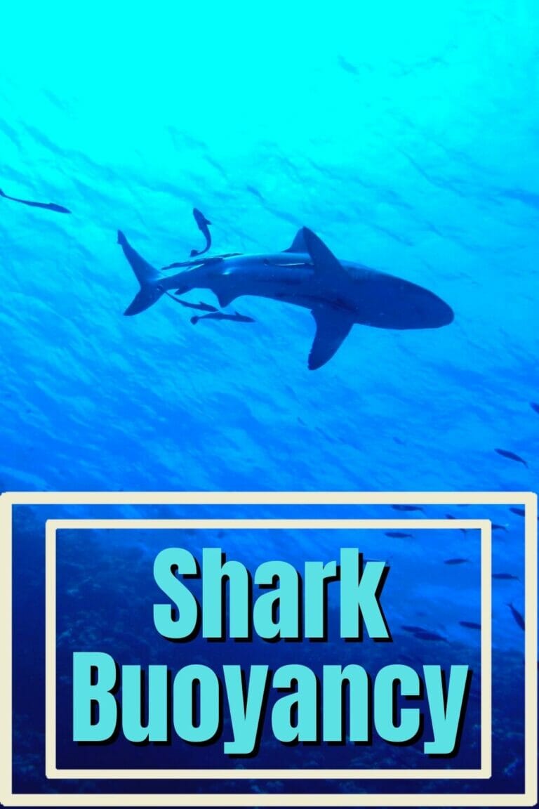 Easy Shark Buoyancy Animal Science Experiment Forgetful Momma