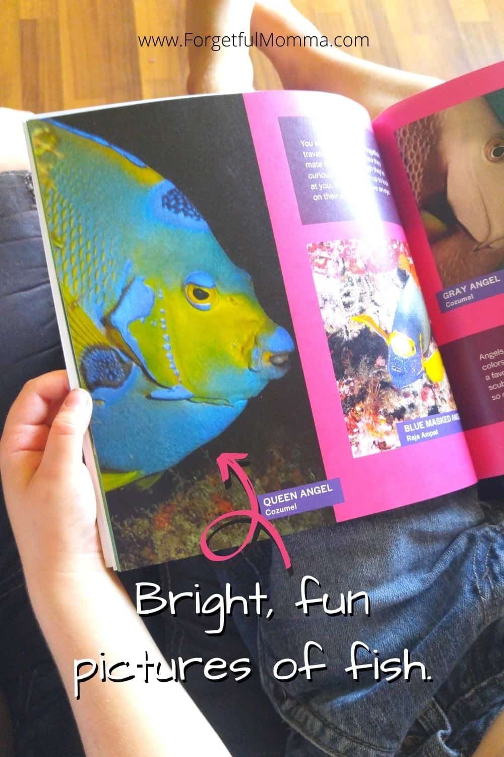 All Fish Faces Picture Book: A Homeschool Guide