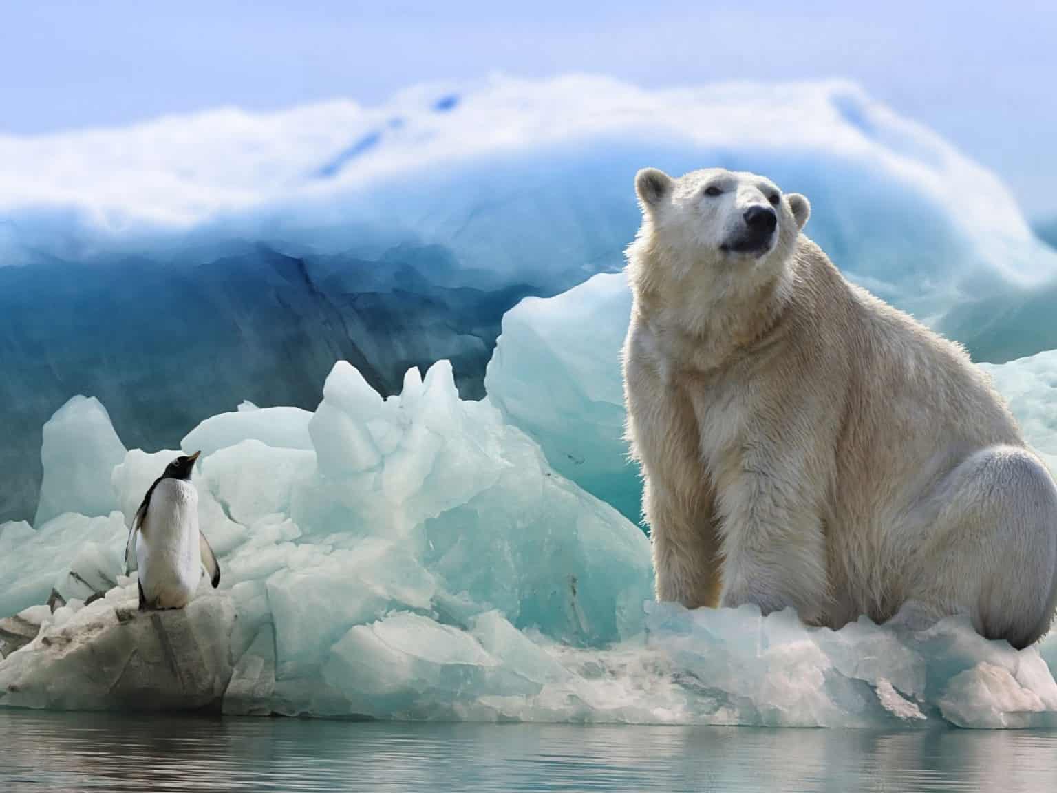 Arctic Animal Mini Unit Study: Fun Homeschool Ideas