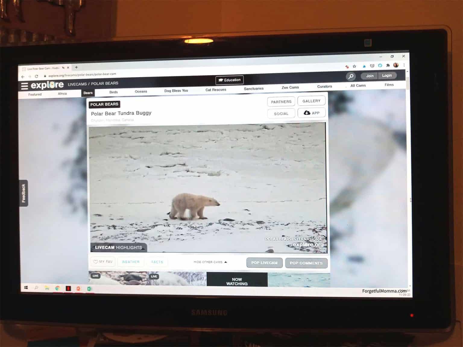 Budget Friendly Field Trips: Arctic Virtual Field Trip - Forgetful Momma