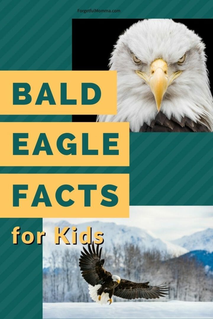 Bald Eagle Facts for Kids: Nature's Mighty Bird