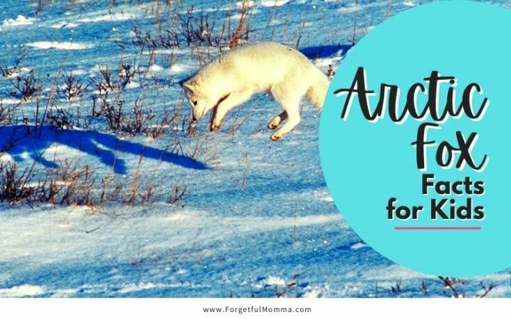 Arctic Fox Facts for Kids