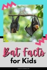 Bat Facts for Kids: Understanding Bats and Their Habits