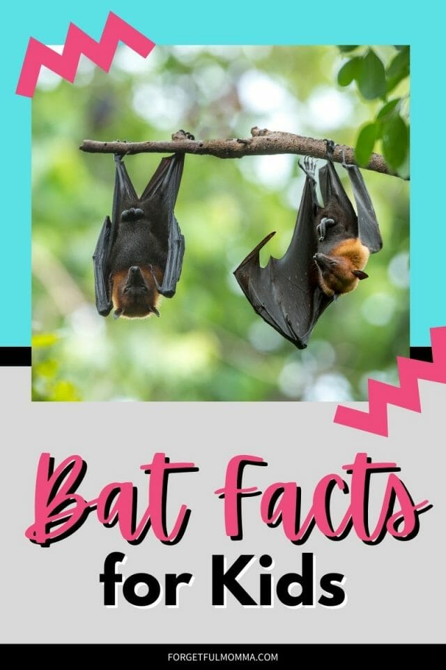 Bat Facts for Kids: Understanding Bats and Their Habits