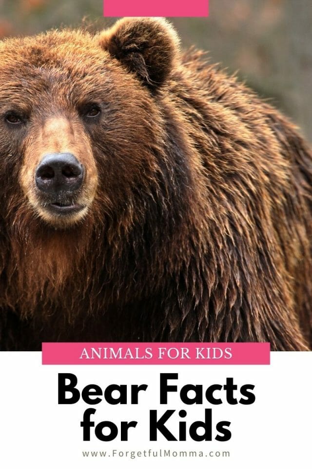 Bear Facts for Kids