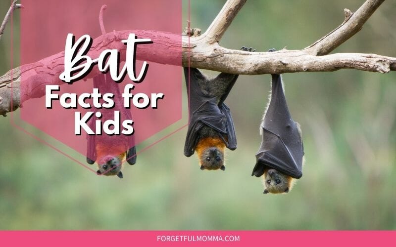 Bat Facts for Kids: Understanding Bats and Their Habits
