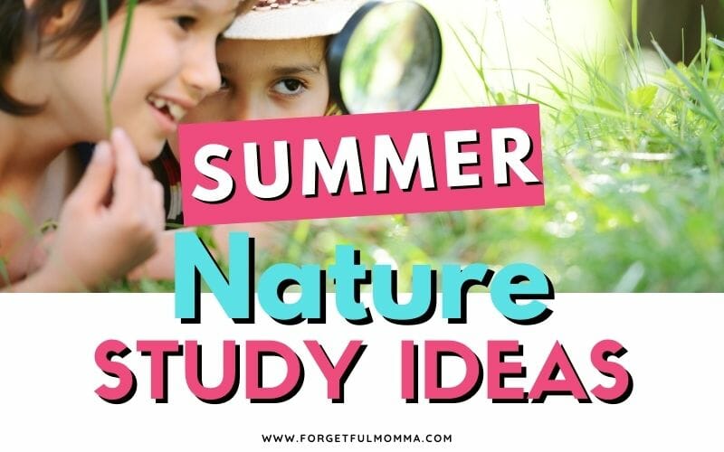9 Summer Nature Study Ideas You Can Do Indoors
