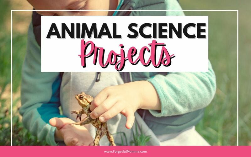 Animal Science Projects for Aspiring Vets: A Hands-On Approach