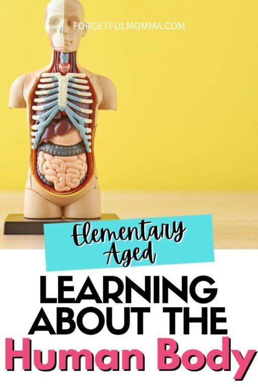 Learning About the Human Body | Human Body for Homeschooling