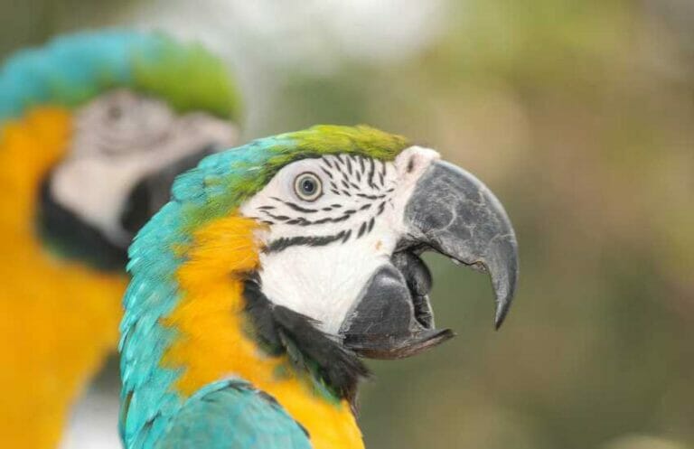 How Do Parrots Speak? – Everything You Need to Know