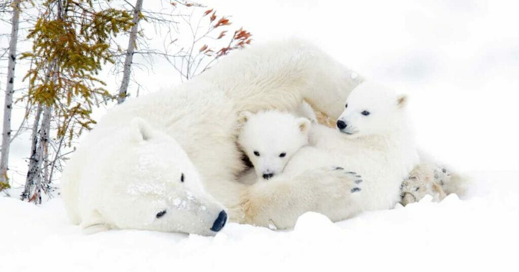 What Color are Polar Bears? The Ultimate Guide