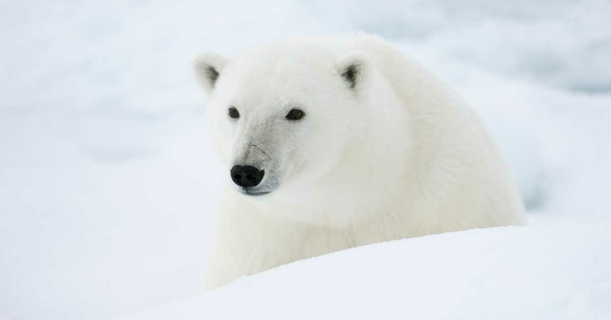 What Color are Polar Bears? The Ultimate Guide