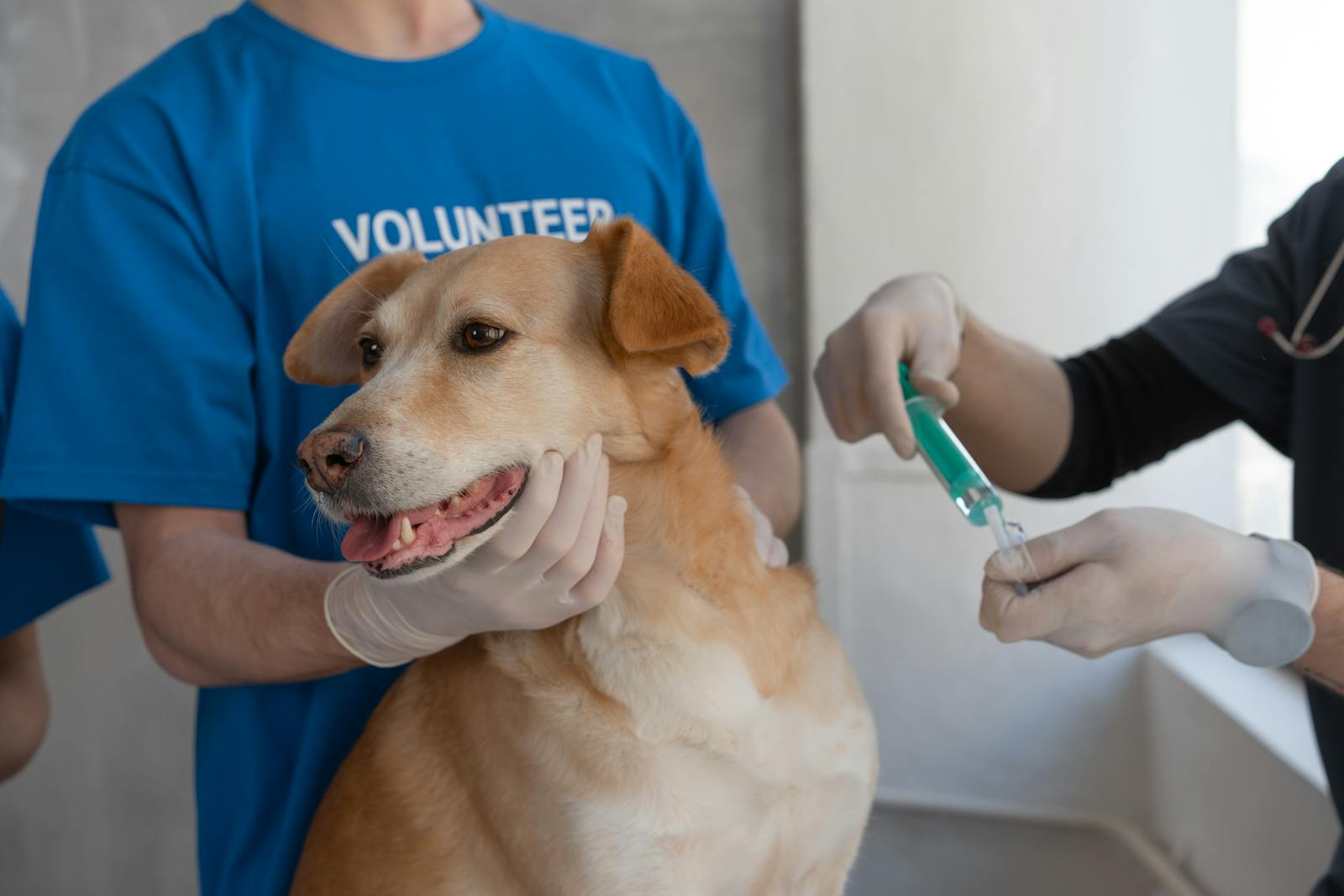 Veterinary Science Homeschool Curriculum for Kids