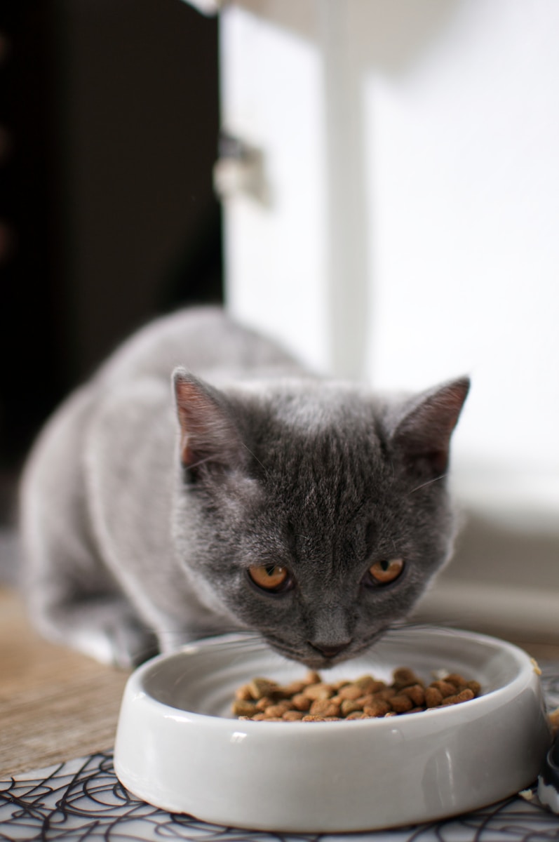 Cat Food Myths: What Every Cat Owner Should Know