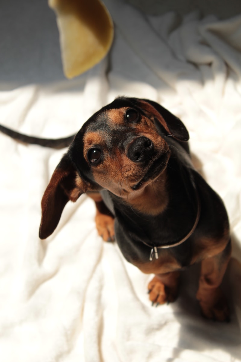 Raising a Dachshund Puppy: Lessons in Responsibility